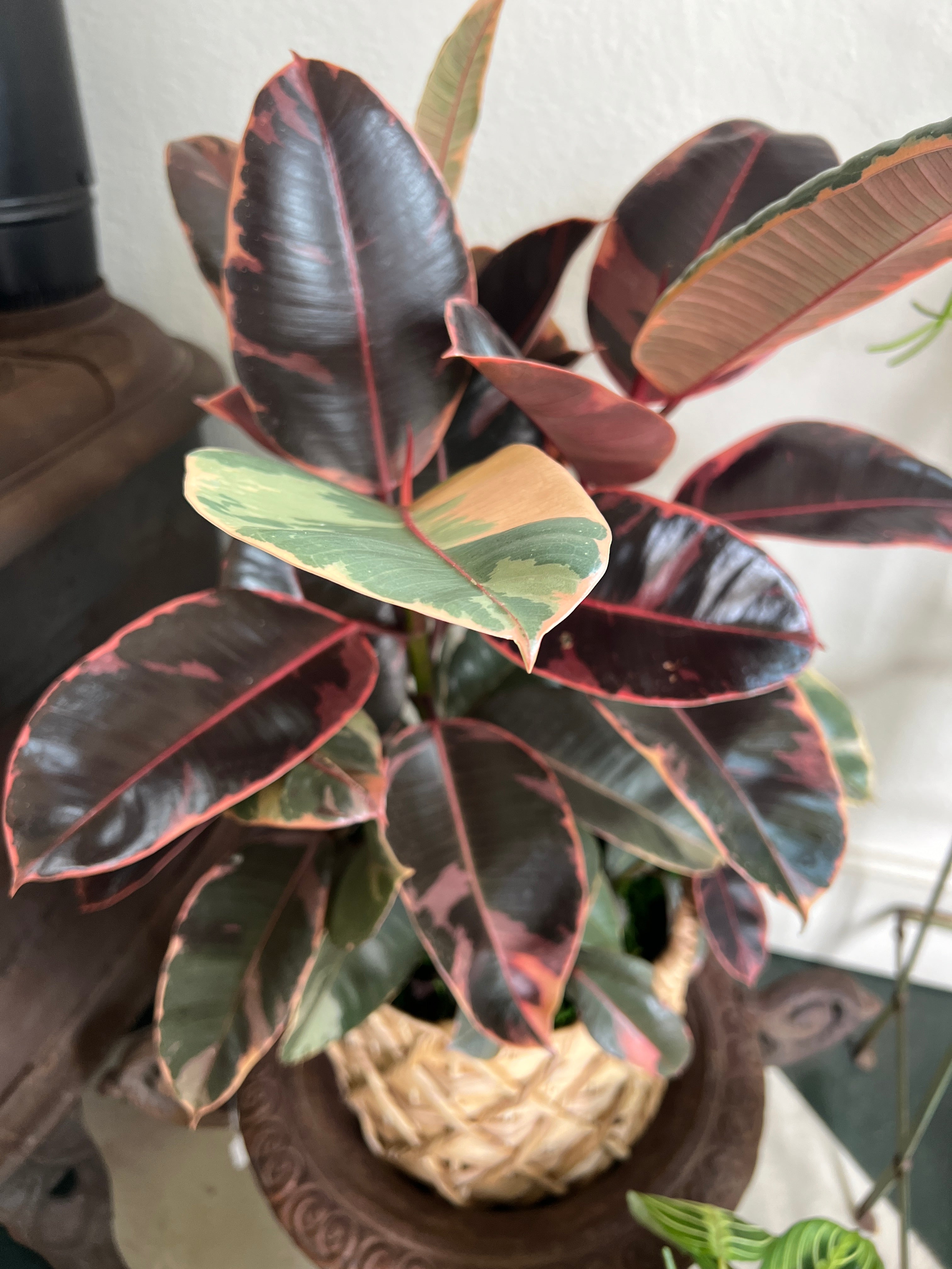 Plants – Gilbert Creek Gardens