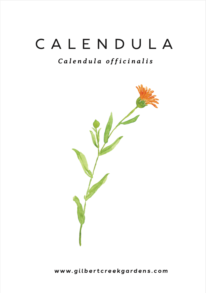 Calendula Seed Packet | Spring Garden Seeds – Gilbert Creek Gardens
